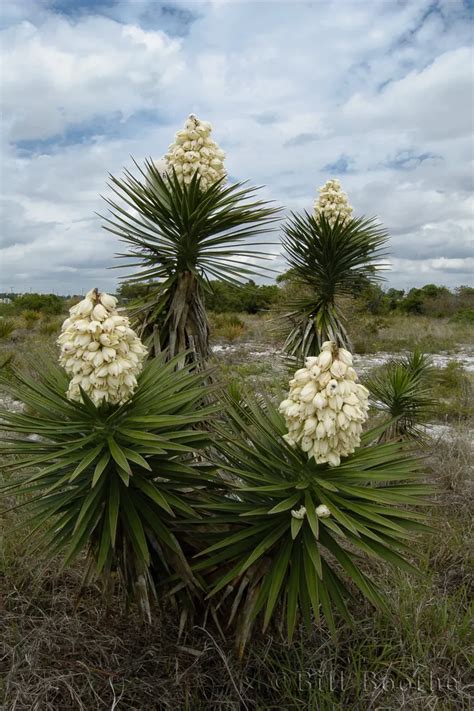 Spanish Bayonet Photo Of The Fruit Of Spanish Bayonet Yucca Aloifolia