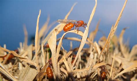 Big Ants And Dry Grass Stock Image Image Of Leaf Animal 279087515