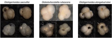 Imaging Details And Classification Challenges Microscopic Imaging Of