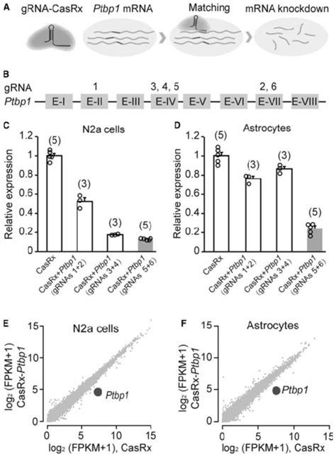 Application Of Ptbp1 Inhibitor In Preventing Andor Treating Nervous