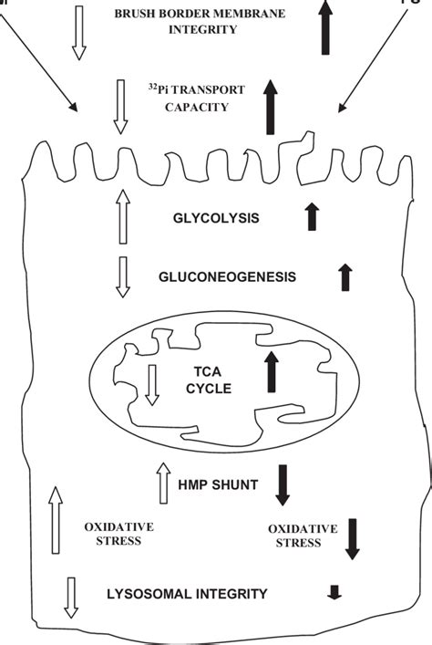 Gentamicin Gm Induced Alterations In Cell Metabolism Membrane