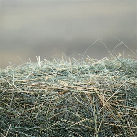 The Importance Of A Hay Analysis Balanced Bay Nutrition