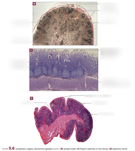 Bio 202 Figure 5 6 Diagram Quizlet