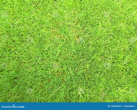 Green Grass Ground Texture Stock Image Image Of Beautiful 149301831