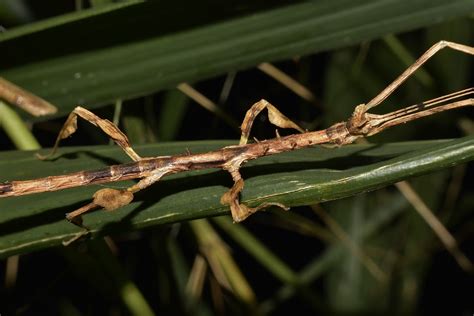 Stick Insect Phasmid Female Project Noah