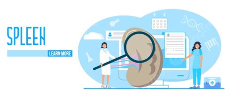 Spleen Concept Vector Pulp Hemoglobin Lymph Medicine System Png And