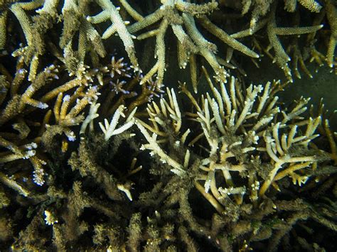 Underwater Sno Captures Coral Reef Ecosystem In Murky Water Photo