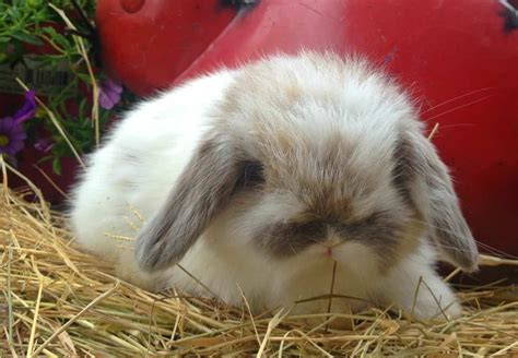 Long Haired Rabbit Breeds 7 Most Popular Hutch And Cage