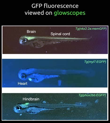 Fluorescence Miscroscopy Current Affairs Editorial Notes By Vajiraoias