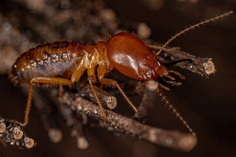 Termitidae Bilder Bläddra Bland 127 Stockfoton Vektorer Och Videor Adobe Stock