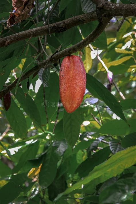Industrial Cocoa Or Cacao Plant Trees On The Island Of Lombok West