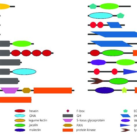 Schematic Overview Of Some Striking Lectin Domain Architectures
