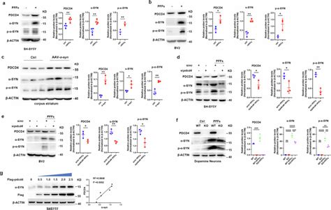 Pdcd4 Triggers α Synuclein Accumulation And Motor Deficits Via Co