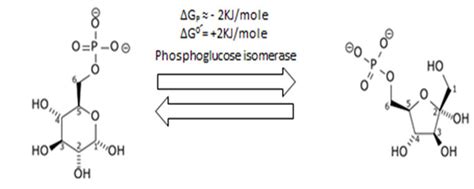 Fructose 6 Phosphate