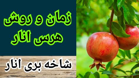 انار شاخه بری انار آموزش هرس انار زمان هرس انار روش شاخه بری انار Pomegranate How To