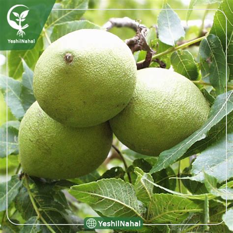 خرید نهال از نهالستان یشیل نهال بهترین قیمت نهال