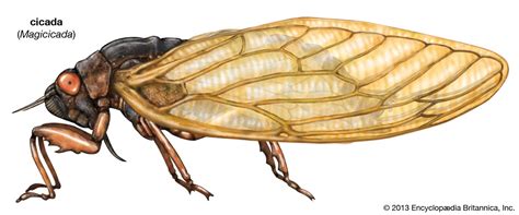 Cicada Sound Shell Life Cycle Map And Facts Britannica