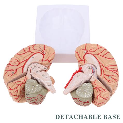 Brain Anatomy Model Brain With Arteries Model 9 Parts Sku Mg21717