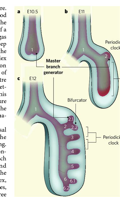 A Master And Three Slaves Studying Early Lung Morphogenesis In The