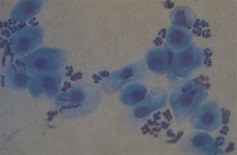 Pyometra Evesham Veterinary Clinic