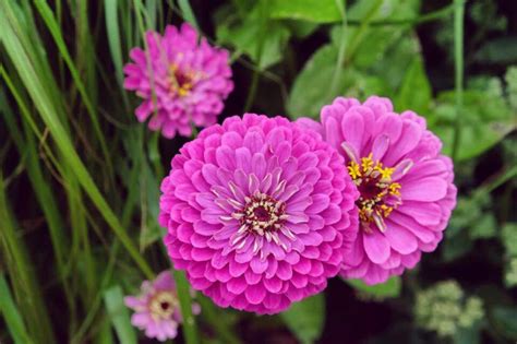 Three Important Facts About The Purple Prince Zinnia Minneopa Orchards