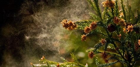 Tackling Cedar Fever Expert Allergist Insights
