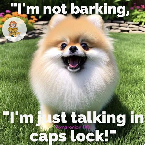 Ultimate Pomeranian Memes Collection By Denise At Artofit