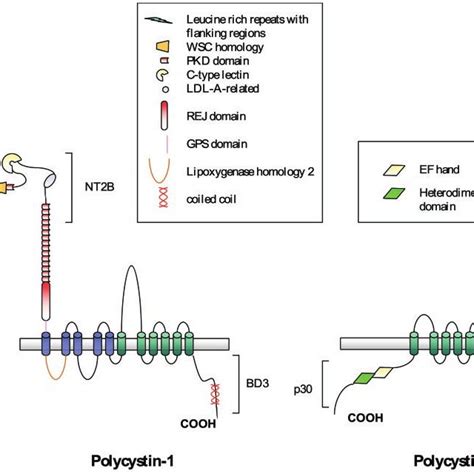 Modular Structure Of Polycystin 1 And Polycystin 2 Showing The