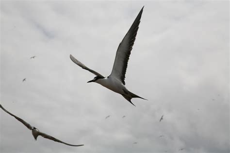 Sooty Tern Facts Pictures And More About Sooty Tern