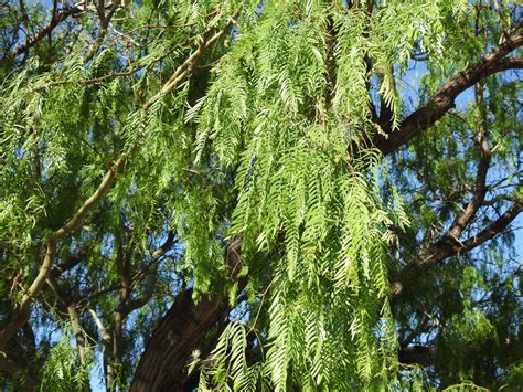 Chihuahuan Desert Plants Honey Mesquite Conservation Education