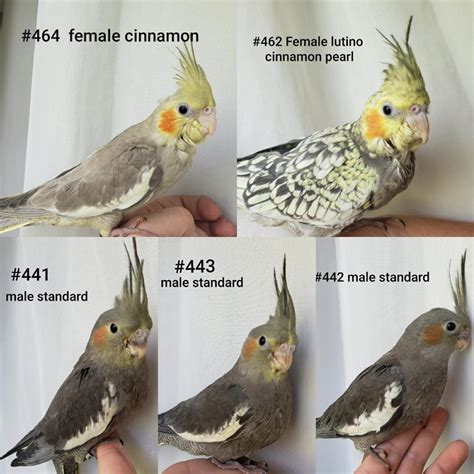 Male Cinnamon Pearl Cockatiel Male Cinnamon Pearl Cockatiel