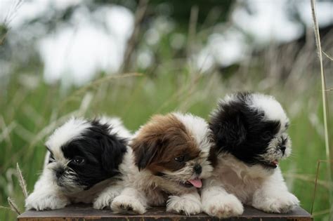 Premium Photo Portrait Of A Shih Tzu