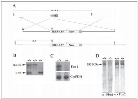 Fbn1 Gene Targeting Strategy Download Scientific Diagram