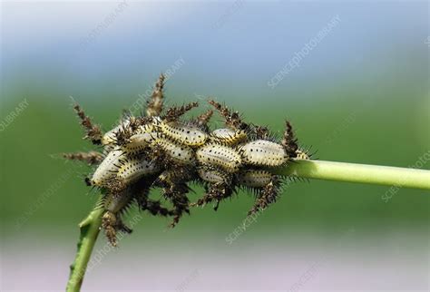 Tortoise Beetle Larvae Stock Image Z3300823 Science Photo Library