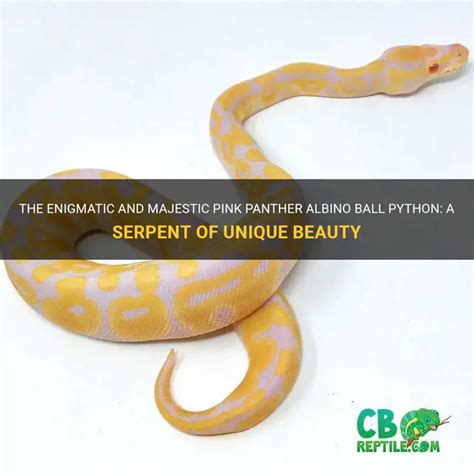 The Enigmatic And Majestic Pink Panther Albino Ball Python A Serpent