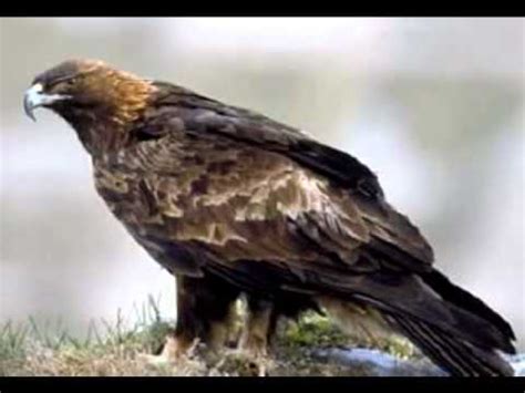 La Renovacion Del Aguila Youtube