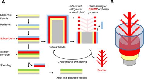 Embryonic Epidermal Stratification And Expression Of Edcrp Are