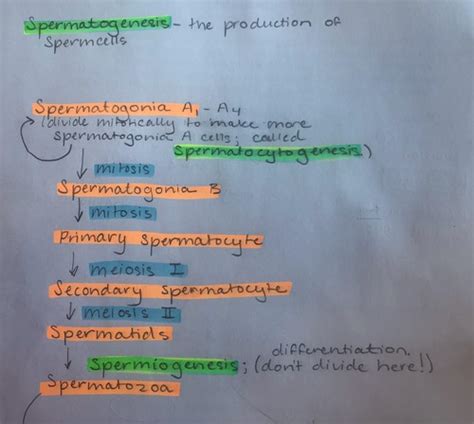 Repro Exam 3 Flashcards Quizlet
