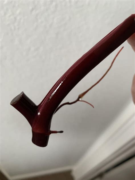 Did I Get A Scammed With A Spent Ppp Node Cutting Rhouseplants