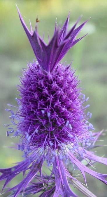 39 Best Images About Purple Pineapple On Pinterest Bobs Wood