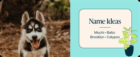 Siberian Huskies The Good The Bad And The Ugly