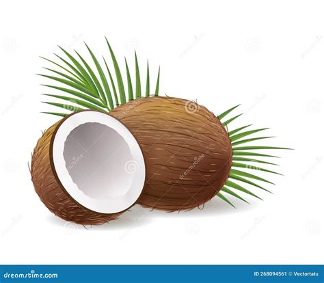 Icono De Cocos Realistas Ilustración Del Vector Ilustración De Icono