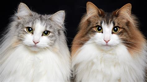 Maine Coon Vs Norwegian Forest Cat Which Breed Is Best For You
