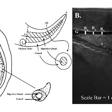 A Schematic Of Abalone Haliotis Spps Gonad And Digestive Gland