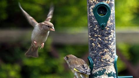 Key Considerations When Choosing The Ideal Bird Feeder Construction How