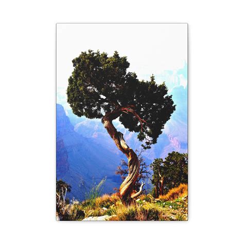 Timeless Beauty Bristlecone Pine Tree Canvas Print Annettes Soul