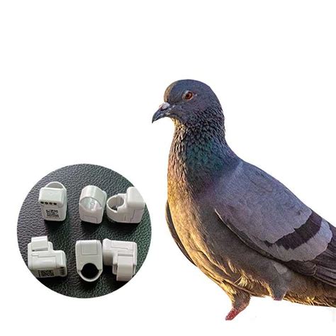 Hot Sale Bird Gps Tracker Real Time Pigeon Tracking Ring