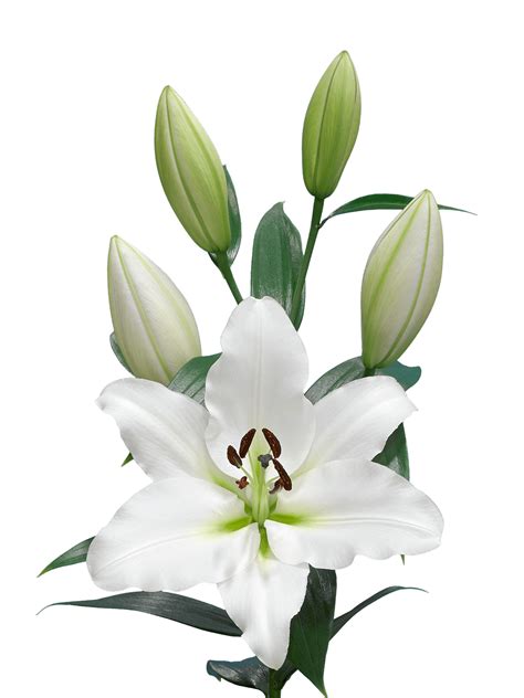Vestaro | Zabo Plant
