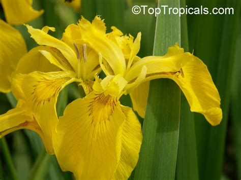 Iris Sp Beardless Irises Top Tropicals Plant Encyclopedia