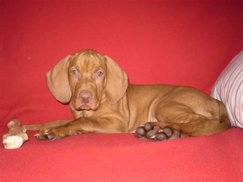 Fotogalerie Maďarský Ohař Krátkosrstý Plemena Ohařů Ohařieu